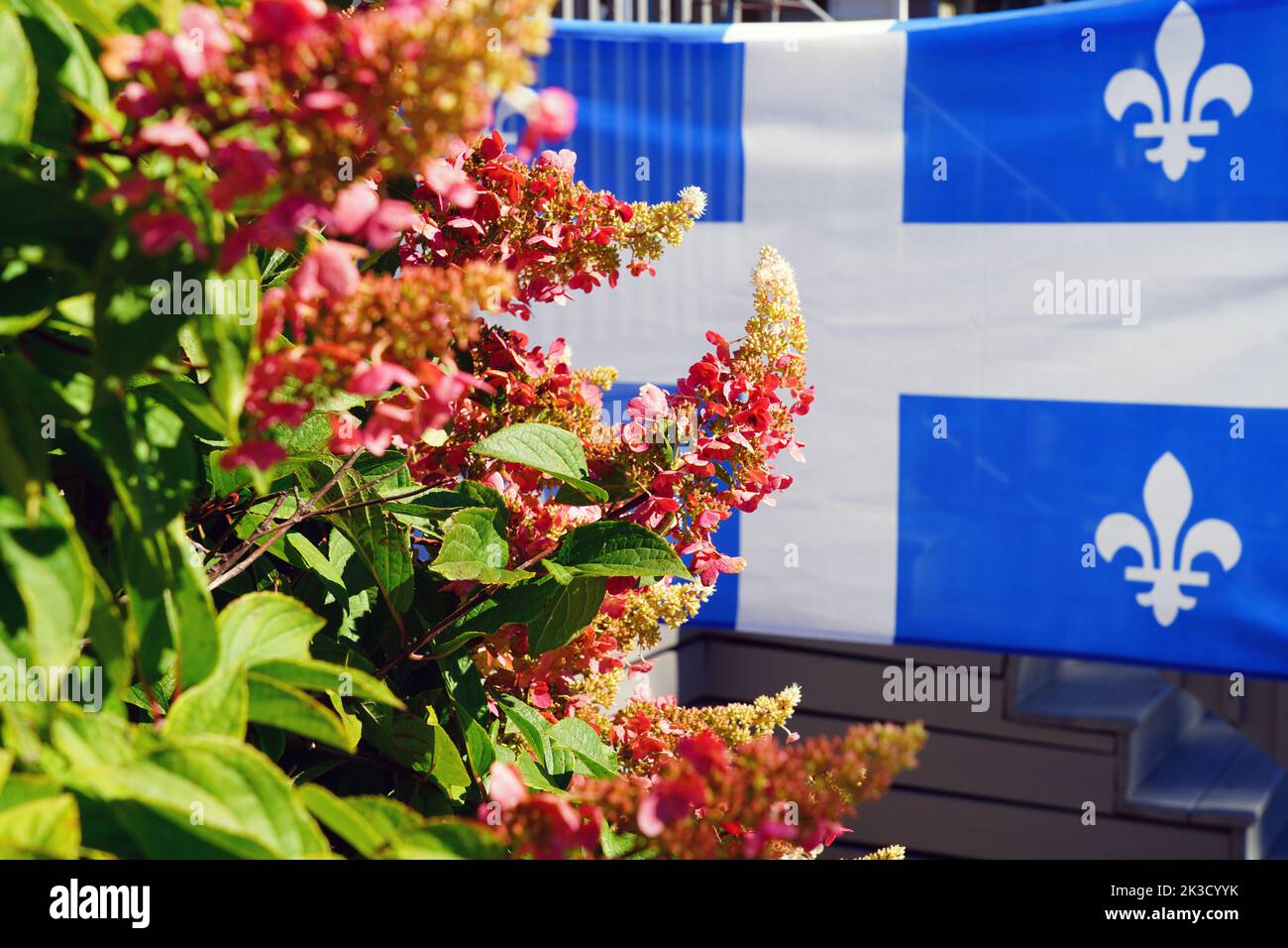 Blue flag flowers canada hi-res stock photography and images - Alamy