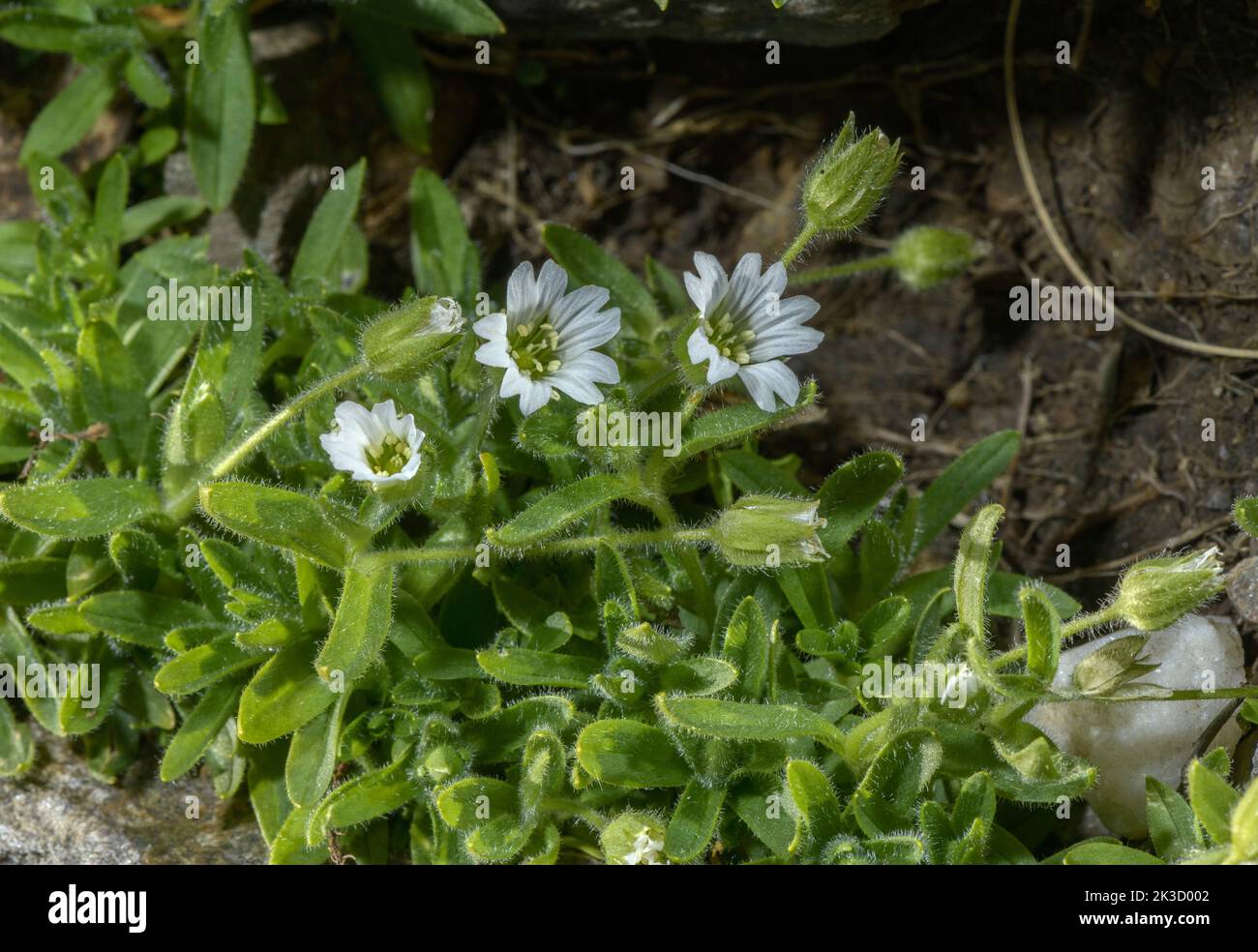 Cerastium pedunculatum hi-res stock photography and images - Alamy