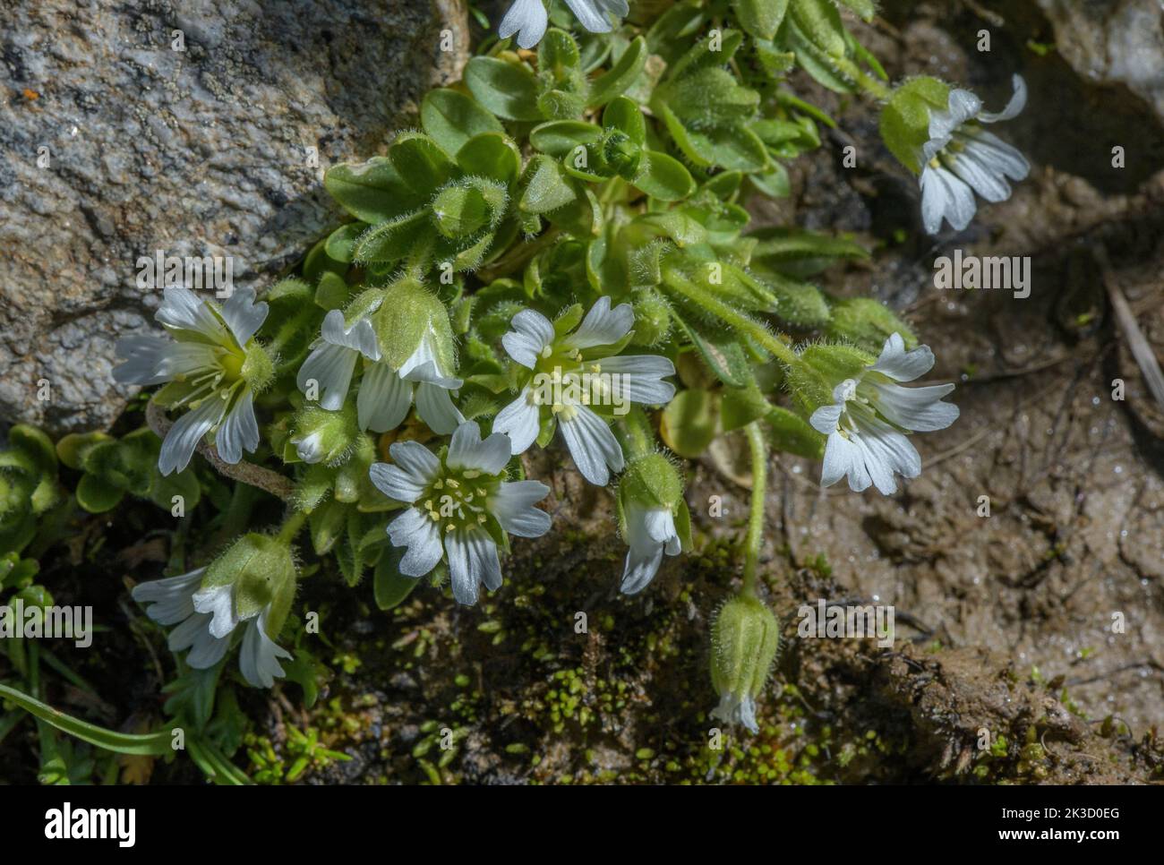 Pedunculate Mouse-ear, Cerastium pedunculatum in flower in damp alpine ...