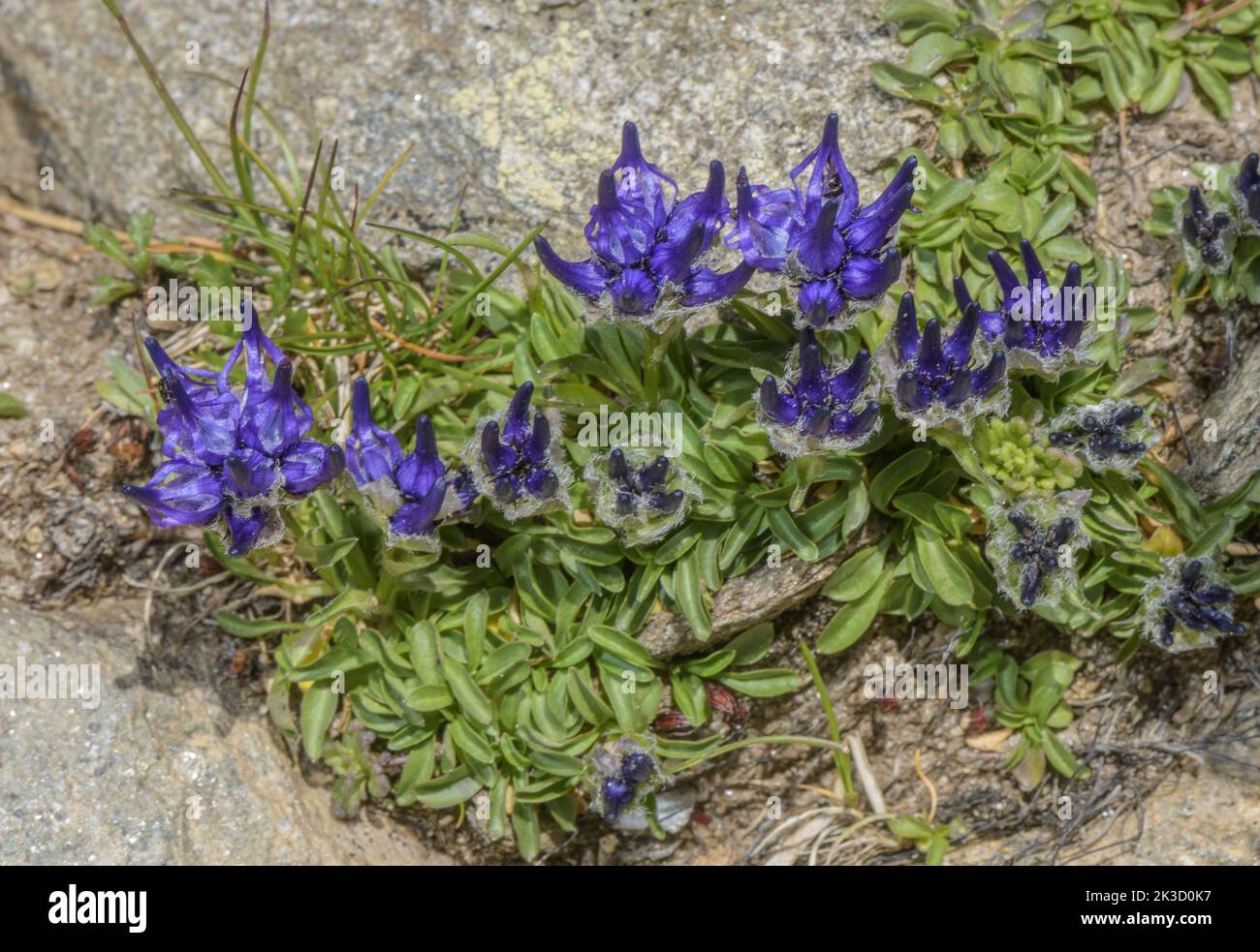 Globularia-leaved rampion, Phyteuma globulariifolium, in flower on acid ...
