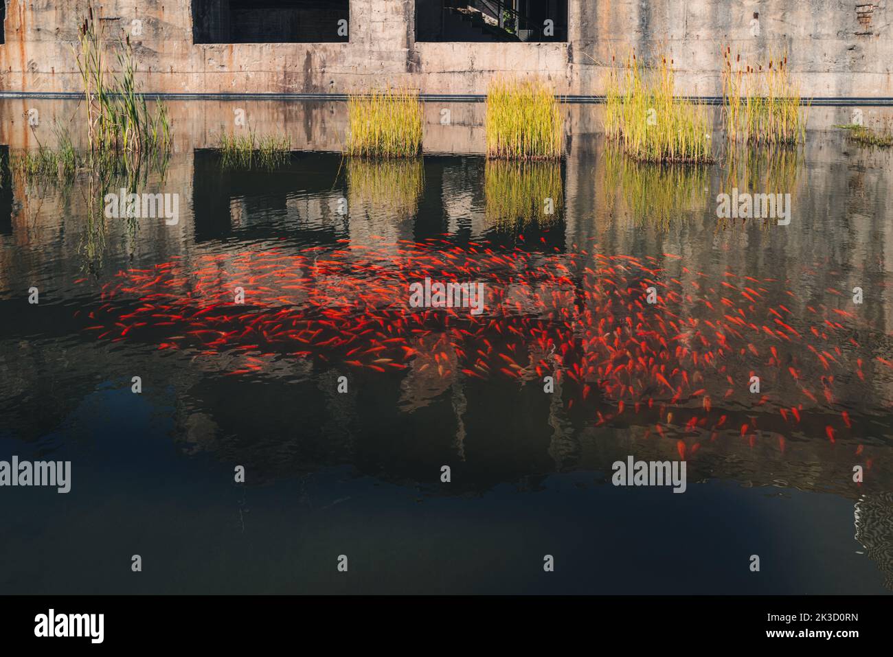 Esch Belval, Luxembourg-September 2022: A big group of redfish in a ...