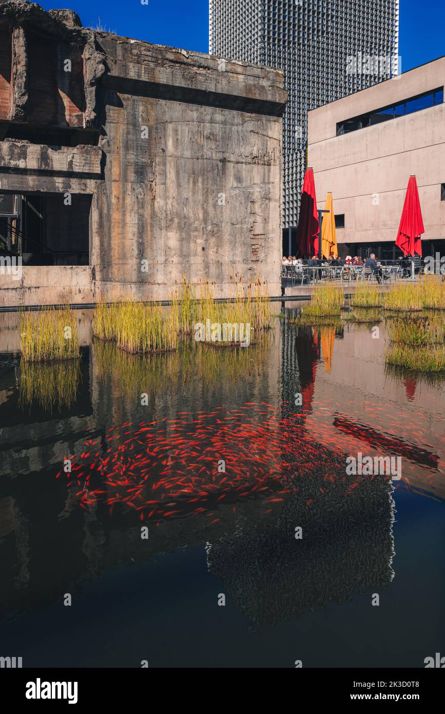 Esch Belval, Luxembourg-September 2022: A big group of redfish in a ...