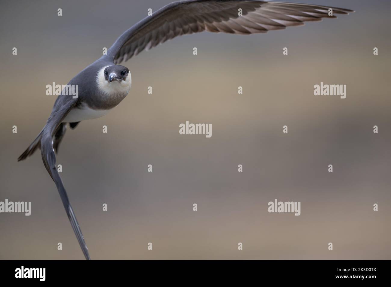 A beautiful shot of a Long-tailed jaeger isolated on a blurred ...