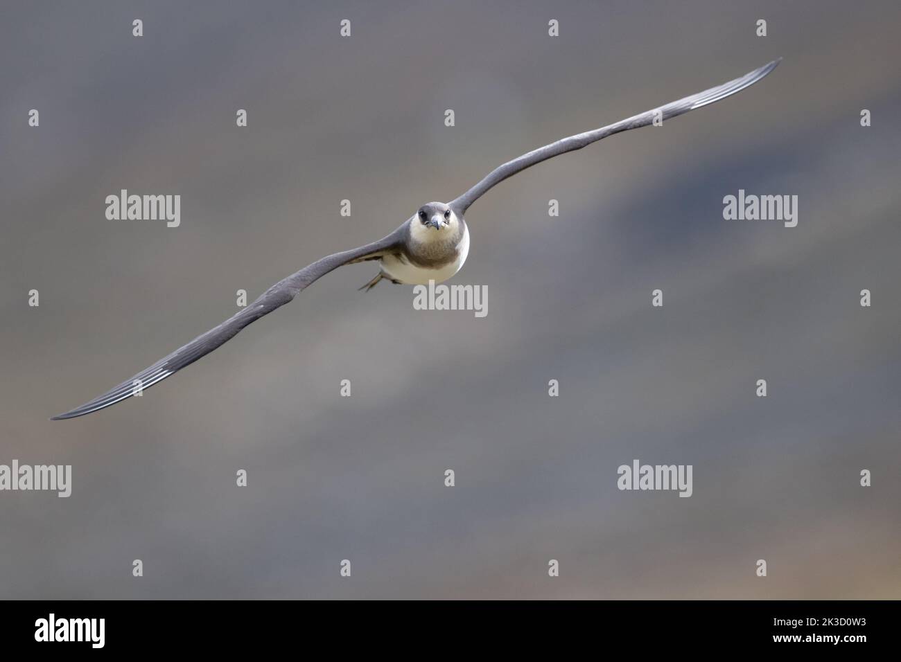 A beautiful shot of a Long-tailed jaeger isolated on a blurred ...