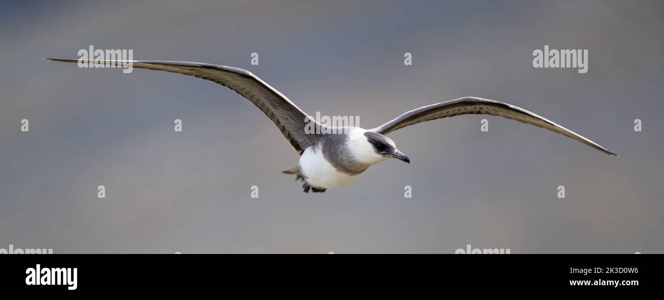 A beautiful shot of a Long-tailed jaeger isolated on a blurred ...