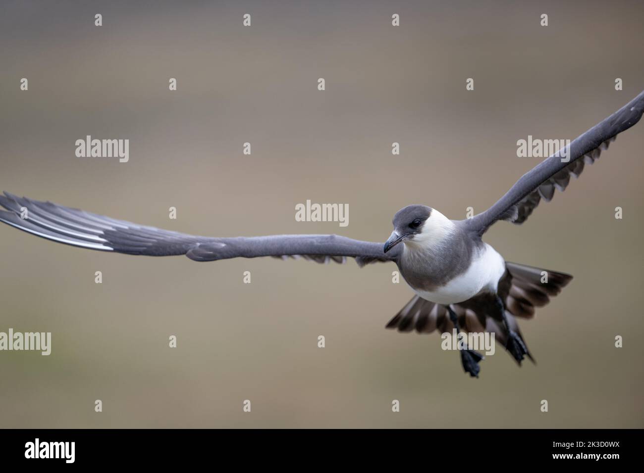A beautiful shot of a Long-tailed jaeger isolated on a blurred ...