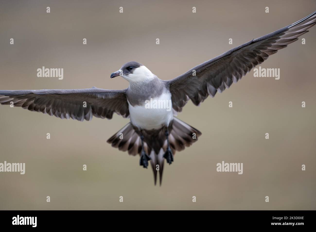 A beautiful shot of a Long-tailed jaeger isolated on a blurred ...