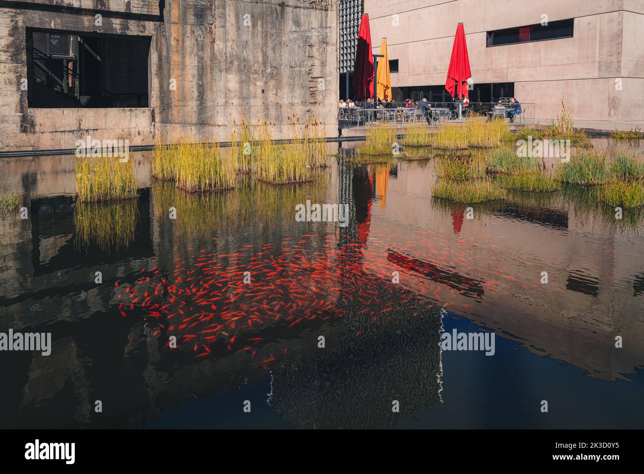 Esch Belval, Luxembourg-September 2022: A big group of redfish in a ...
