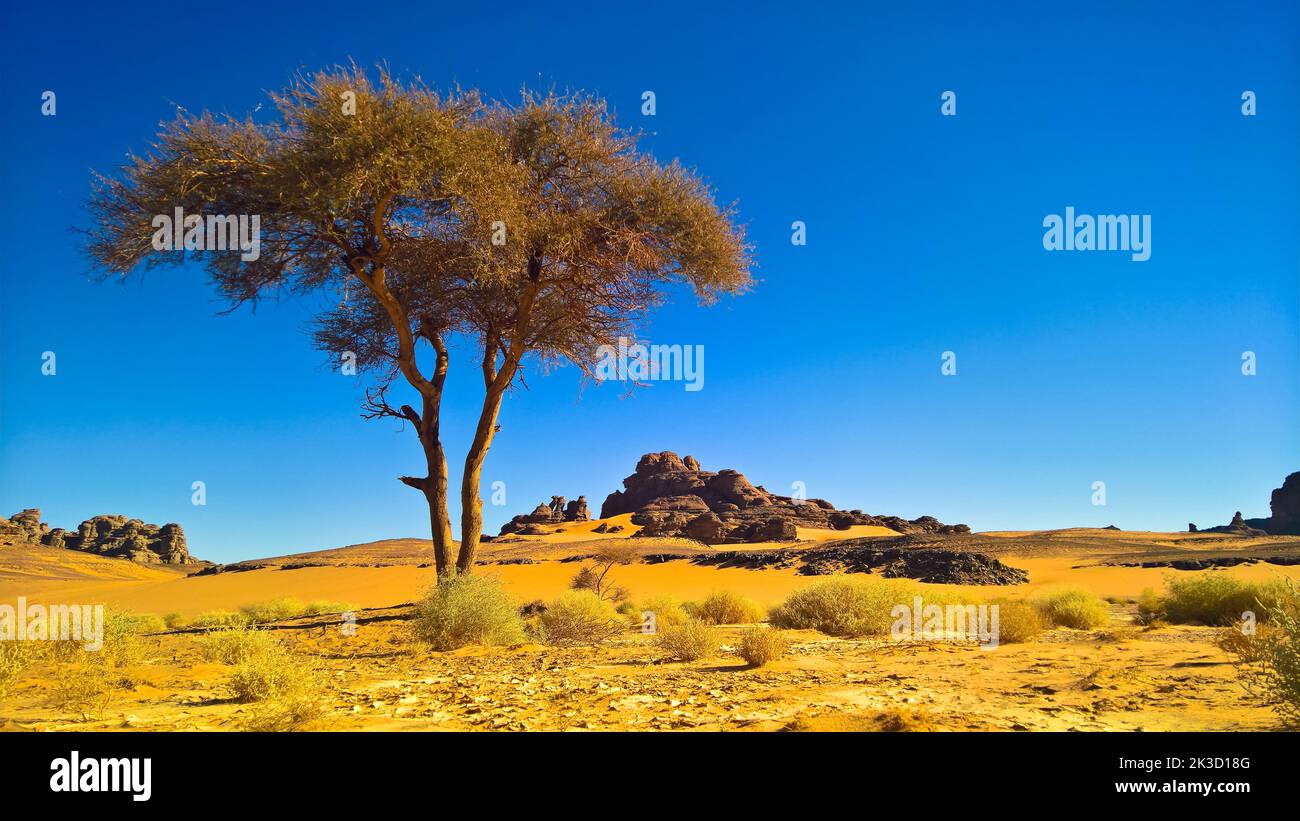 Desert Landscape with Acaciain Moul Naga valley at in Tassili nAjjer ...