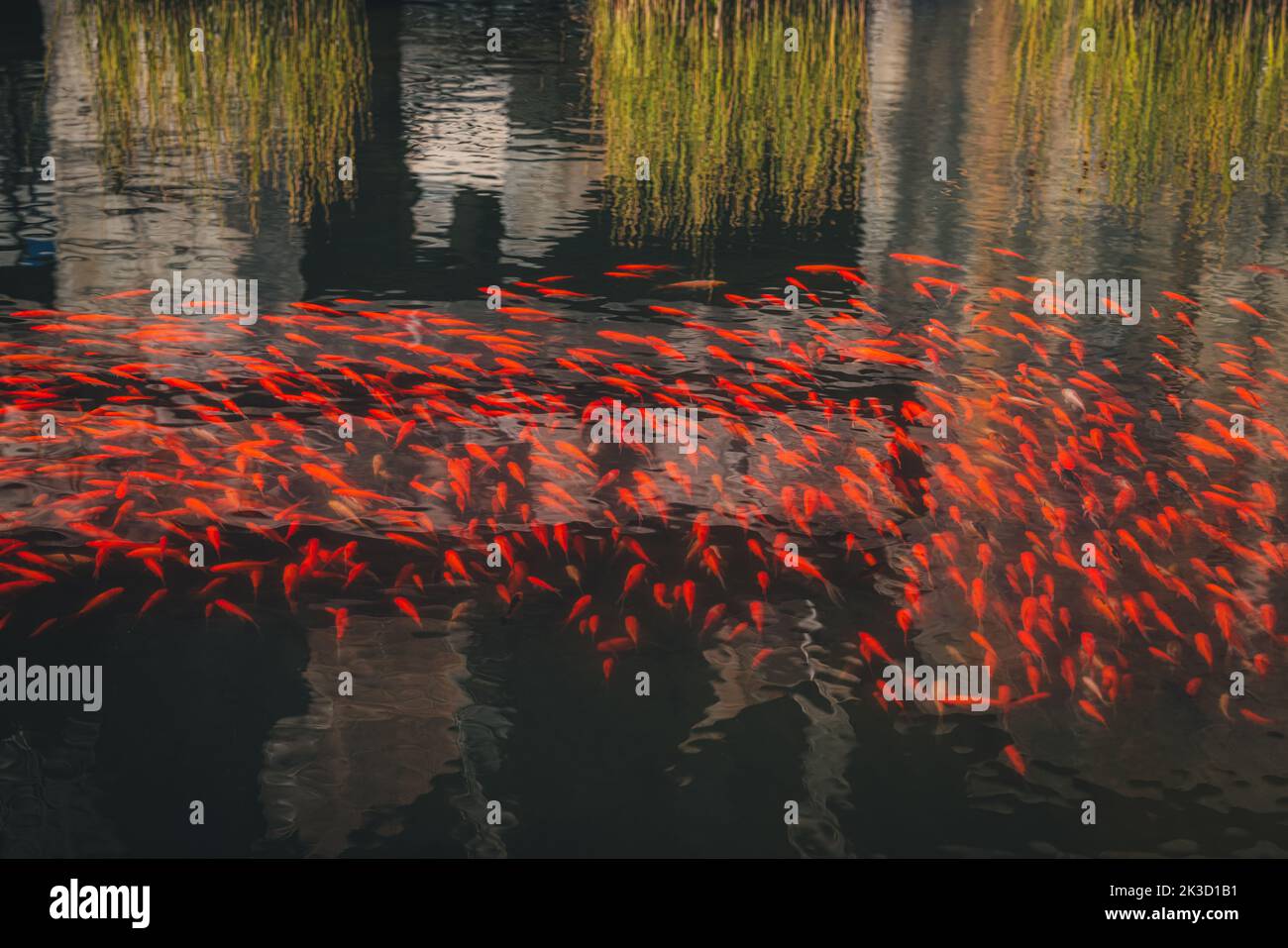 Esch Belval, Luxembourg-September 2022: A big group of redfish in a ...