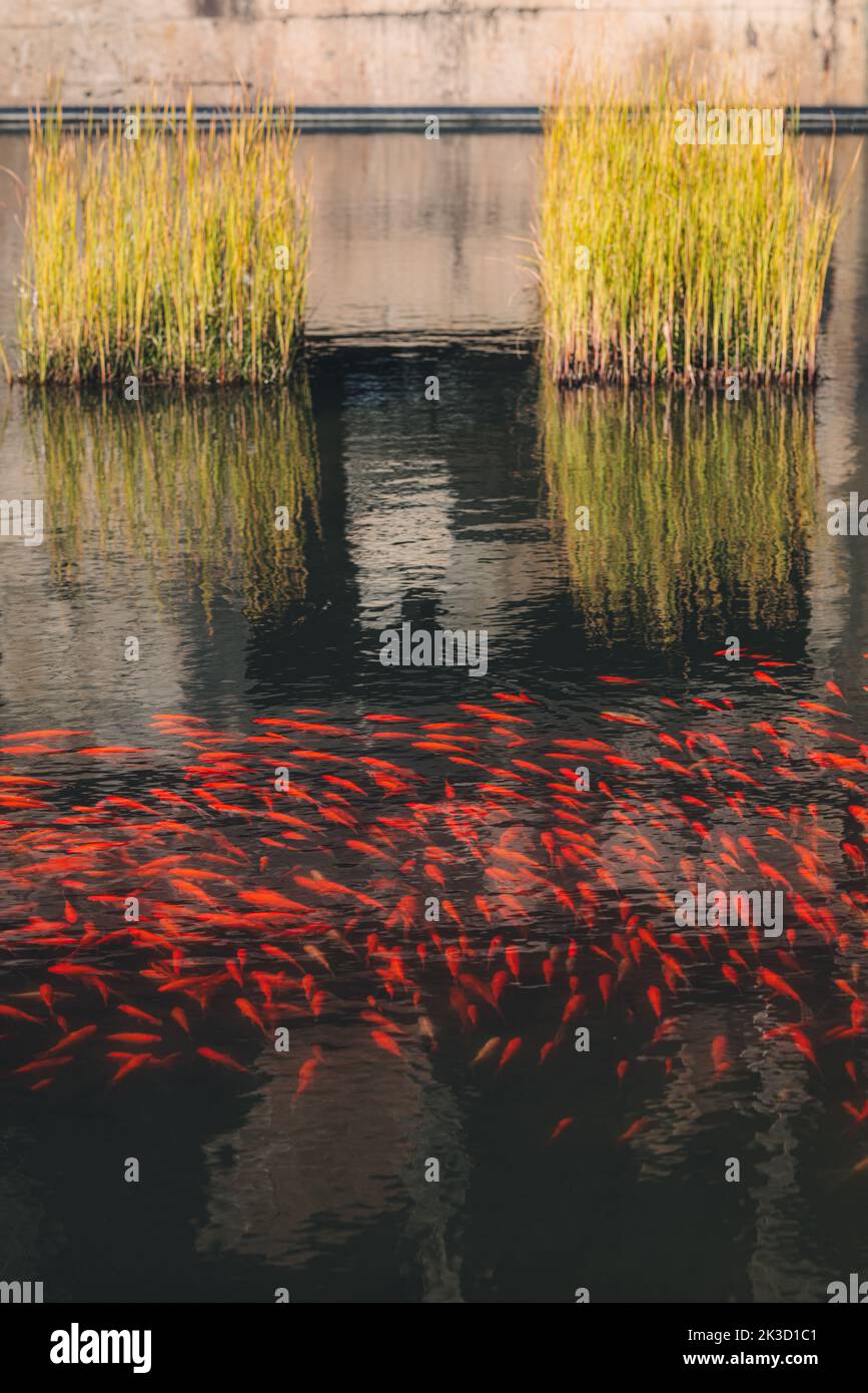 Esch Belval, Luxembourg-September 2022: A big group of redfish in a ...