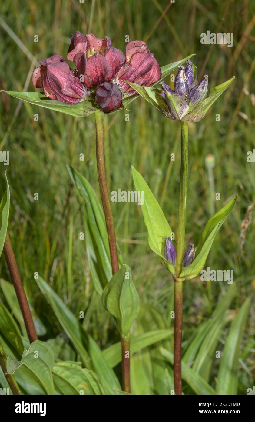 Purple gentian, Gentiana purpurea in flower in alpine pasture, Swiss ...