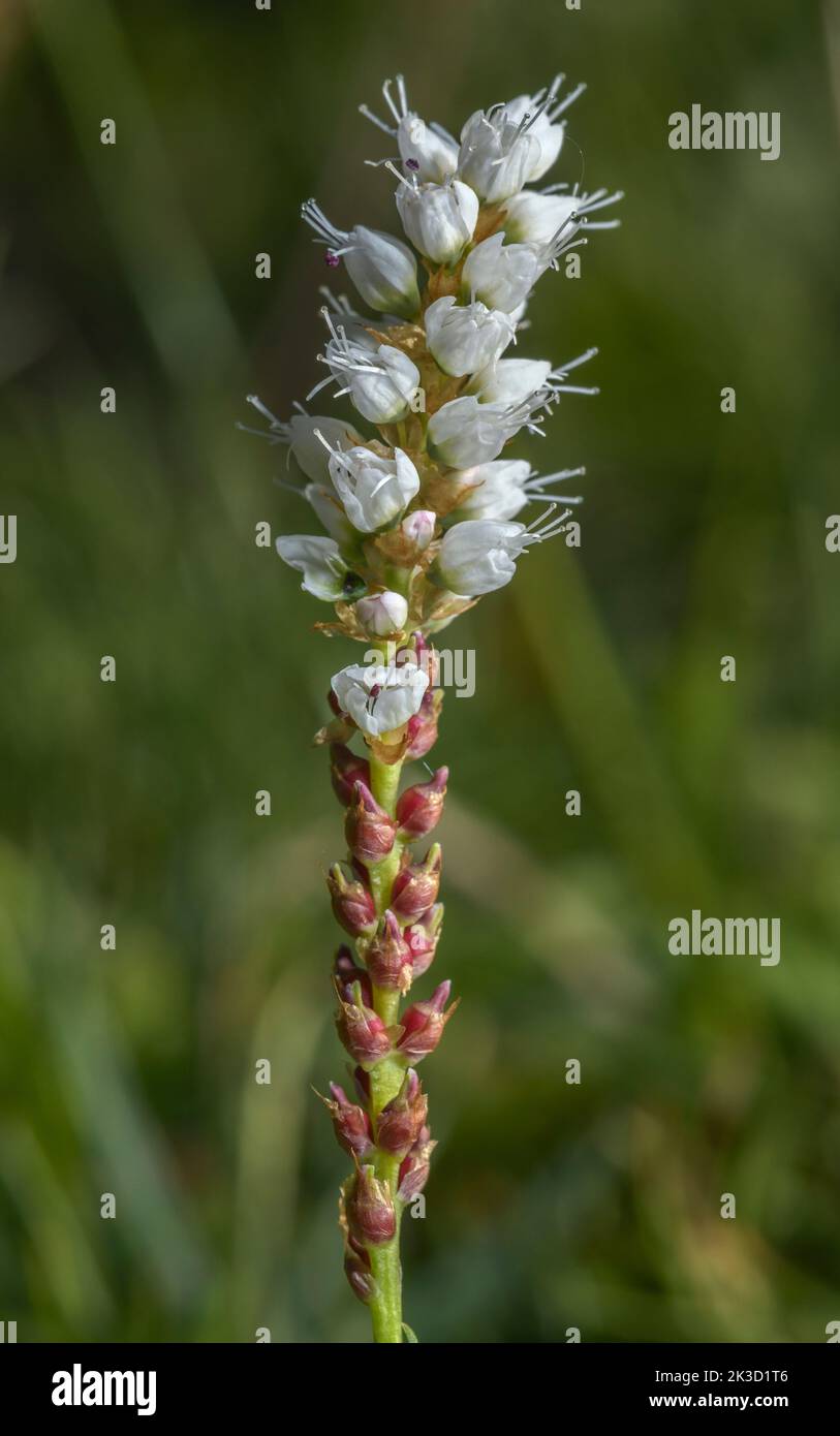 Alpine bistort, Persicaria vivipara in flower, with flowers and bulbils ...
