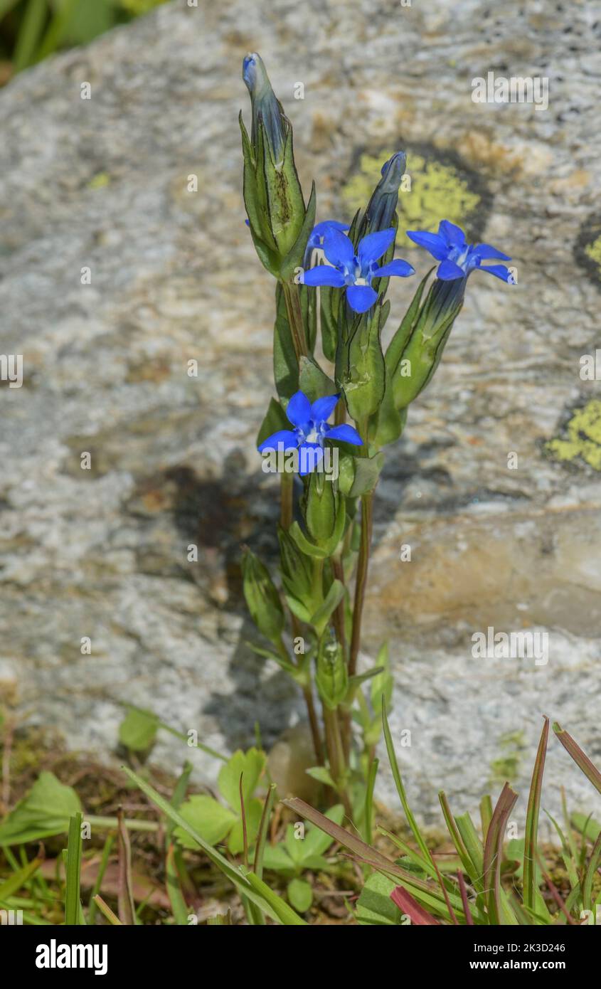 Snow Gentian, Gentiana nivalis, in flower in high alpine pasture Stock ...