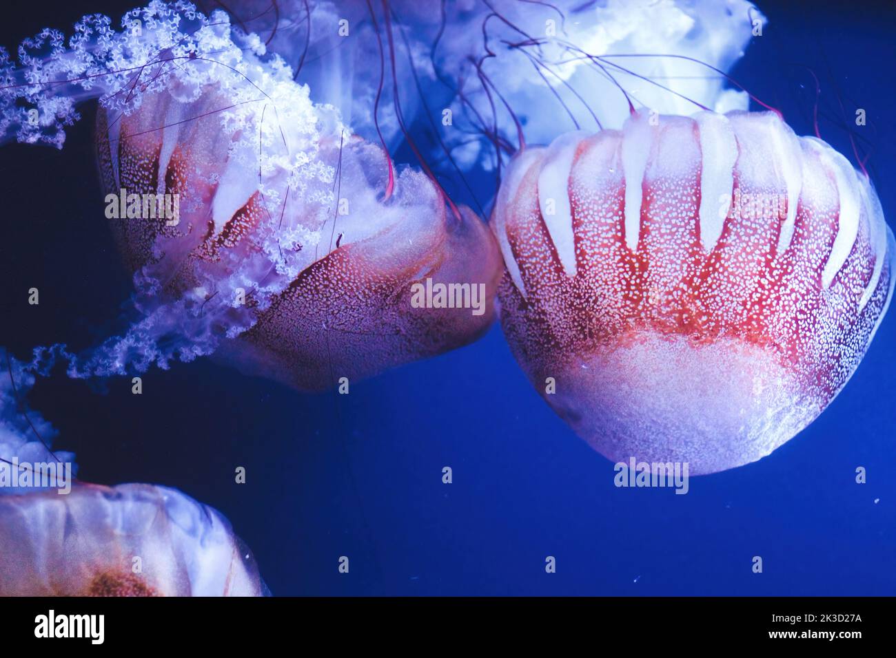 Close-up of a swarm of Chrysaora plocamia jellyfish, commonly known as ...