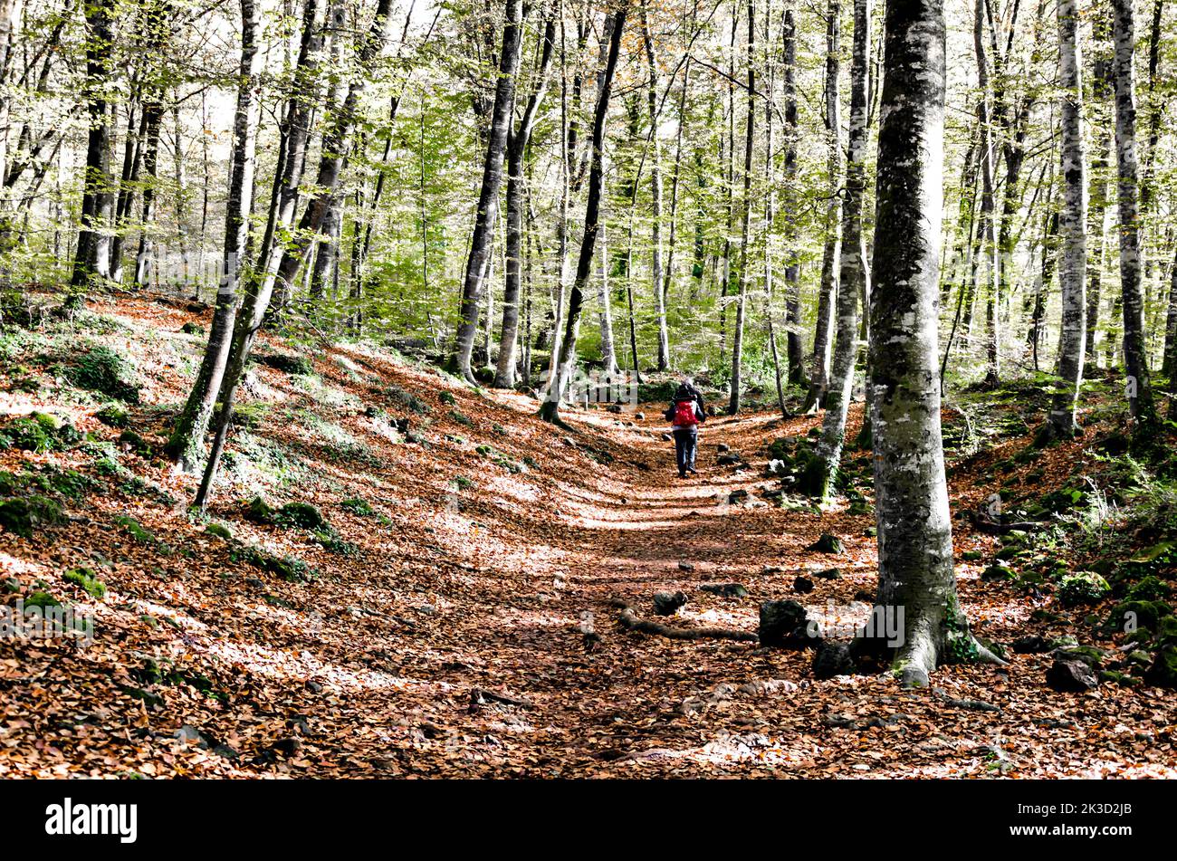 Autumn landscape of the Fageda d'en Jorda Nature Reserve (Jordà Beech ...