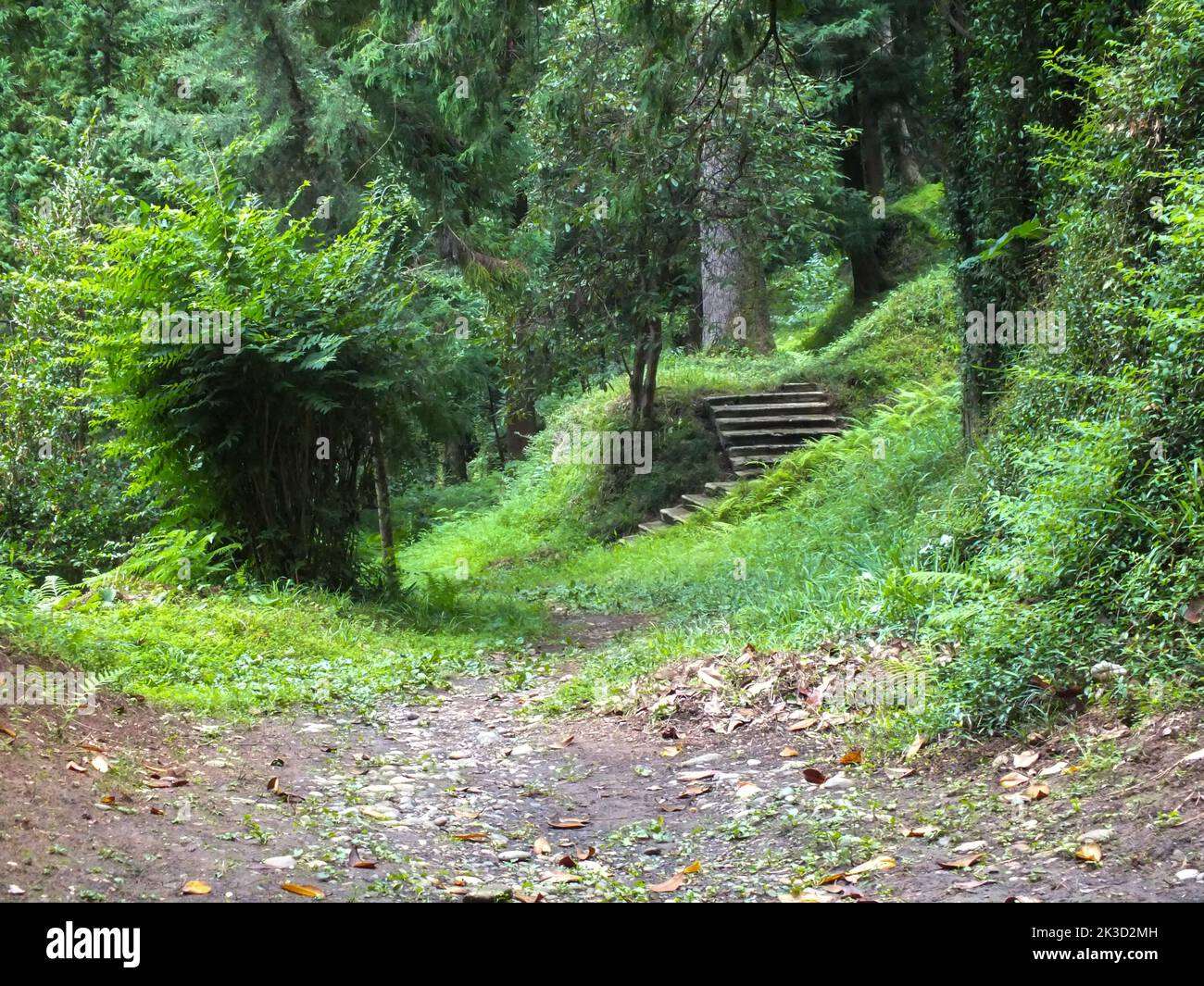 Batumi botanical garden with beautiful green tropical nature and wooden ...