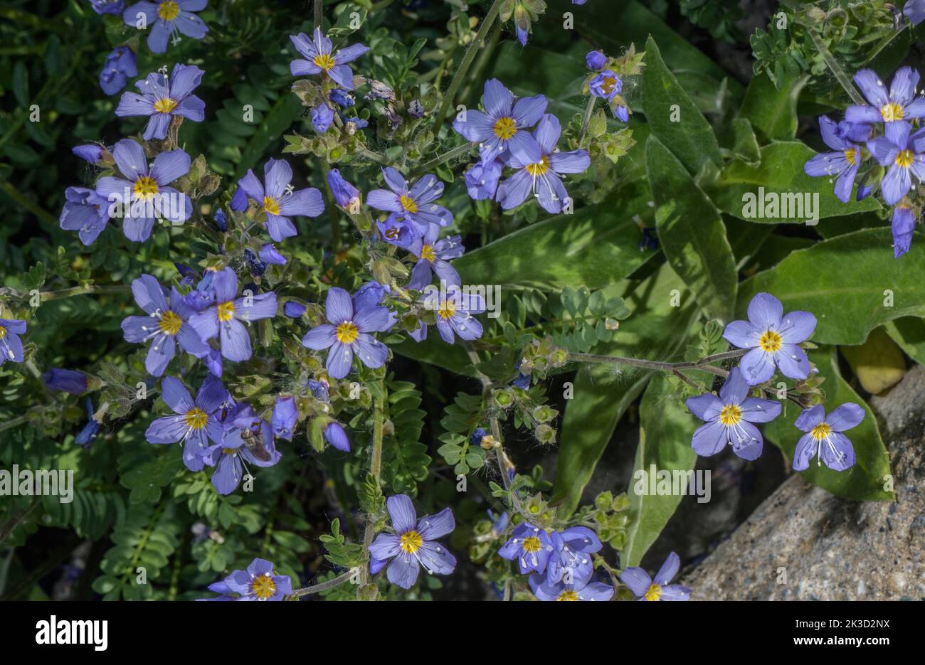 Showy Jacob's-ladder, Polemonium pulcherrimum, in flower, western USA ...