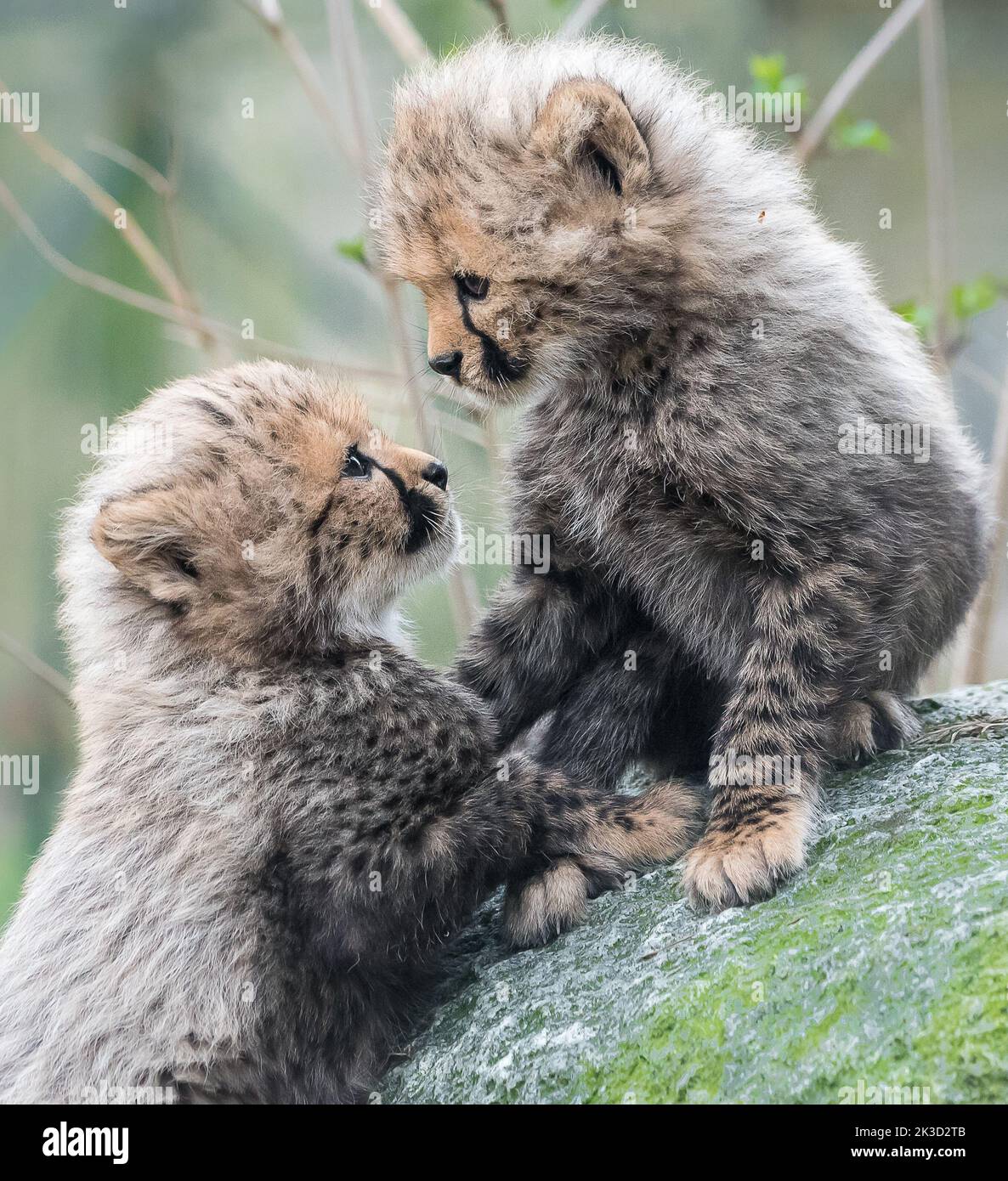 Linda smit hi-res stock photography and images - Alamy