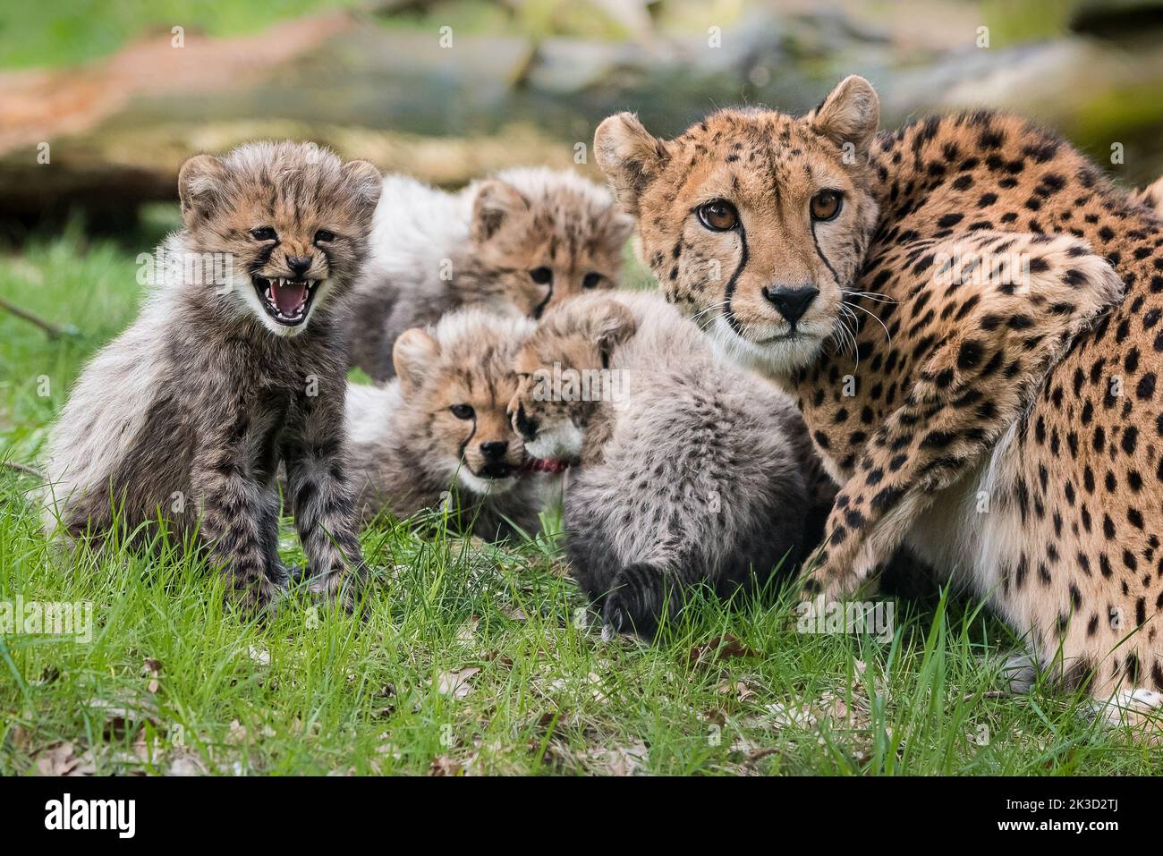 Cheetah with cubs Stock Photo - Alamy