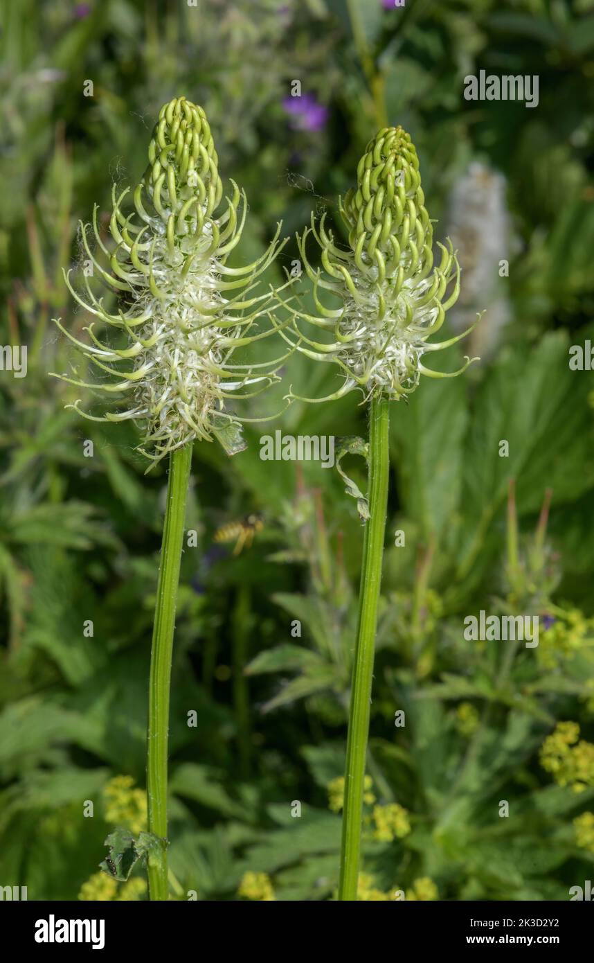 Spiked rampion, Phyteuma spicatum in flower Stock Photo - Alamy