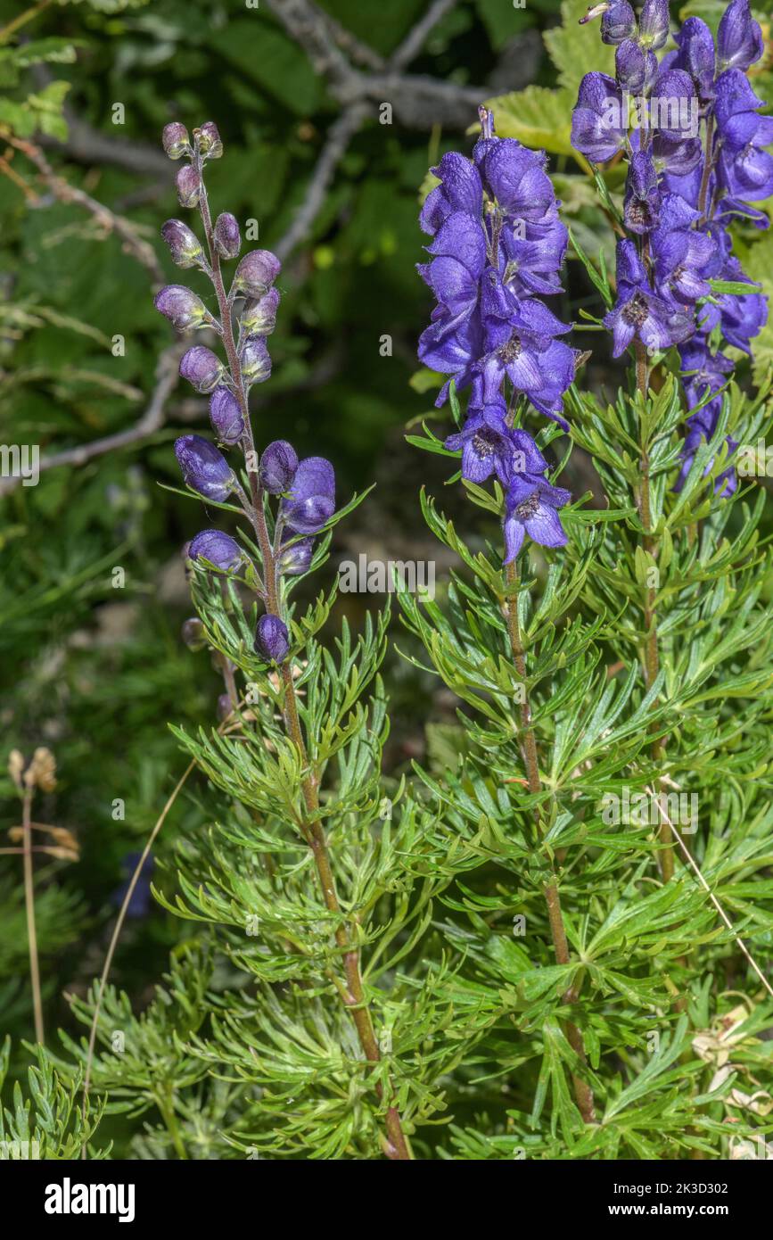Common monk's hood, Aconitum napellus ssp vulgare in flower in the Alps ...