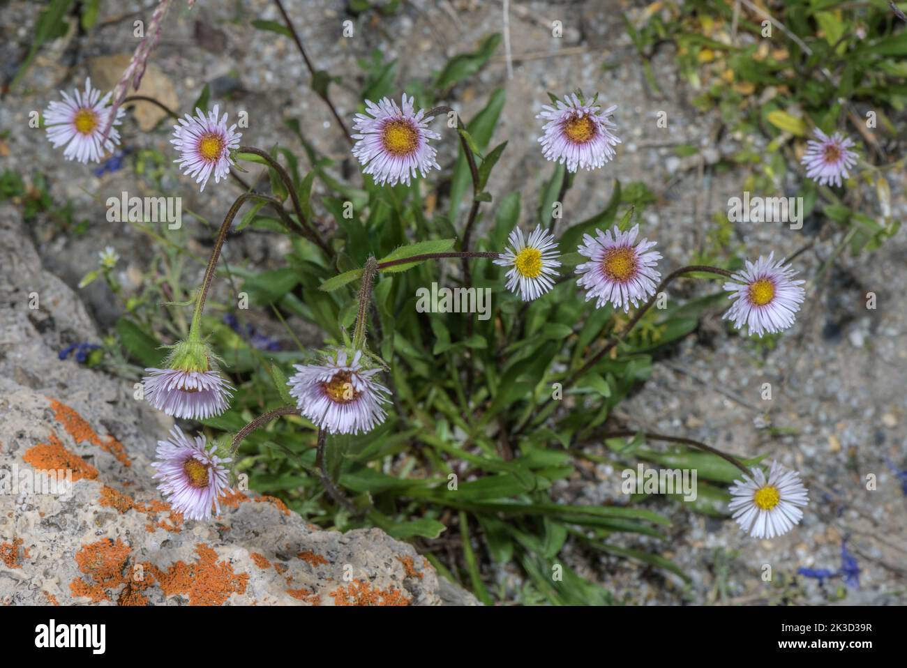 Variable fleabane hi-res stock photography and images - Alamy
