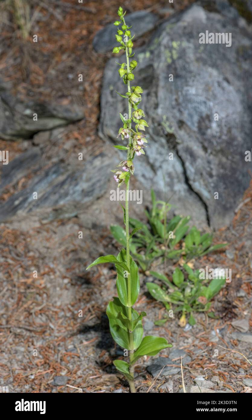Mueller's Helleborine, Epipactis muelleri, in flower in alpine woodland ...