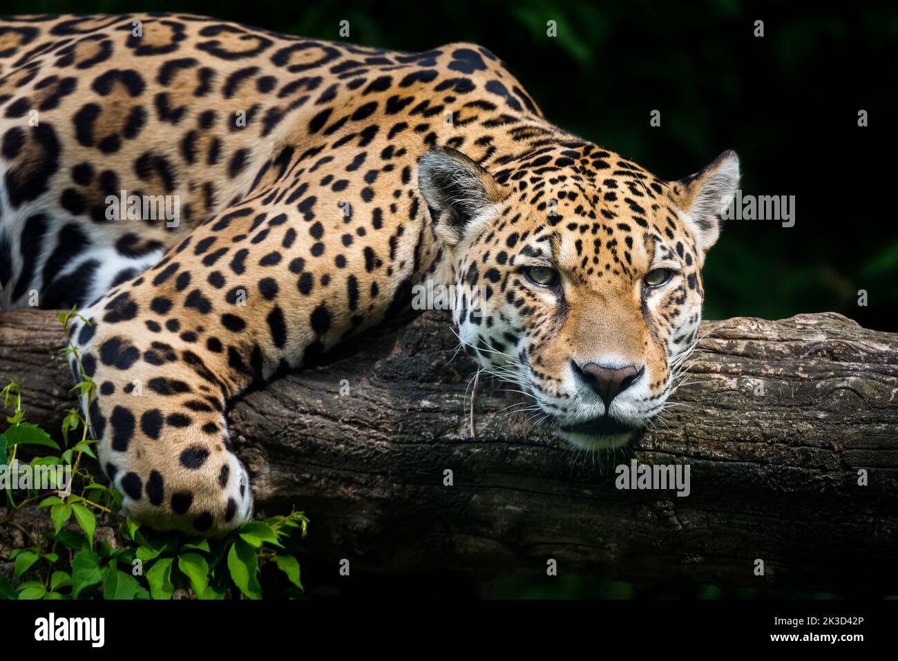 Jaguar resting on tree Stock Photo - Alamy