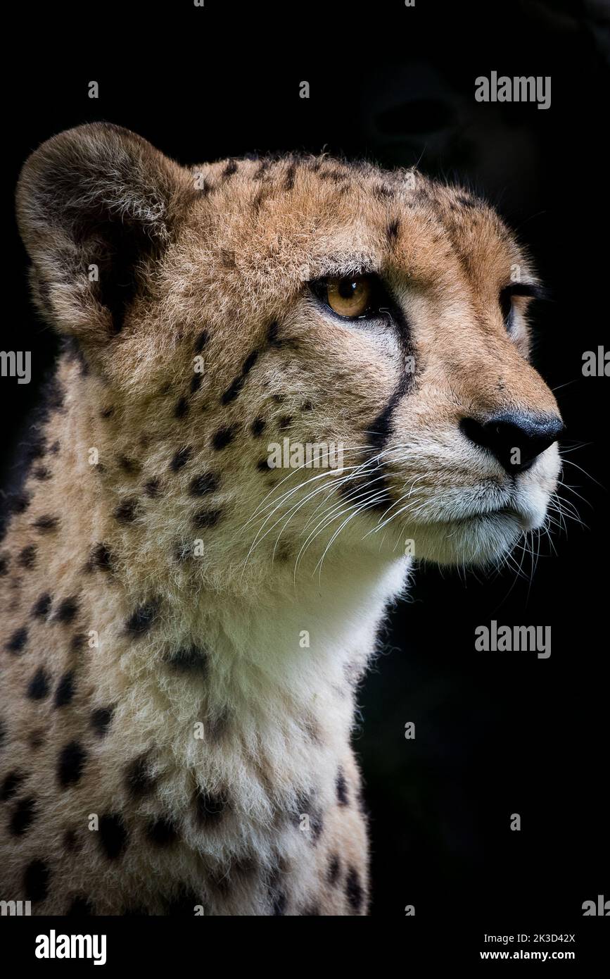 Black spots of cheetah hi-res stock photography and images - Alamy