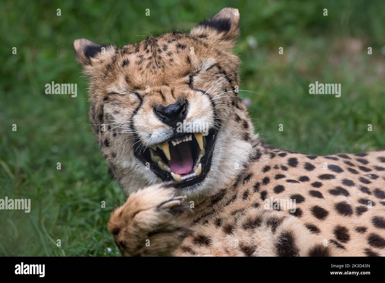 Cheetah smile hi-res stock photography and images - Alamy