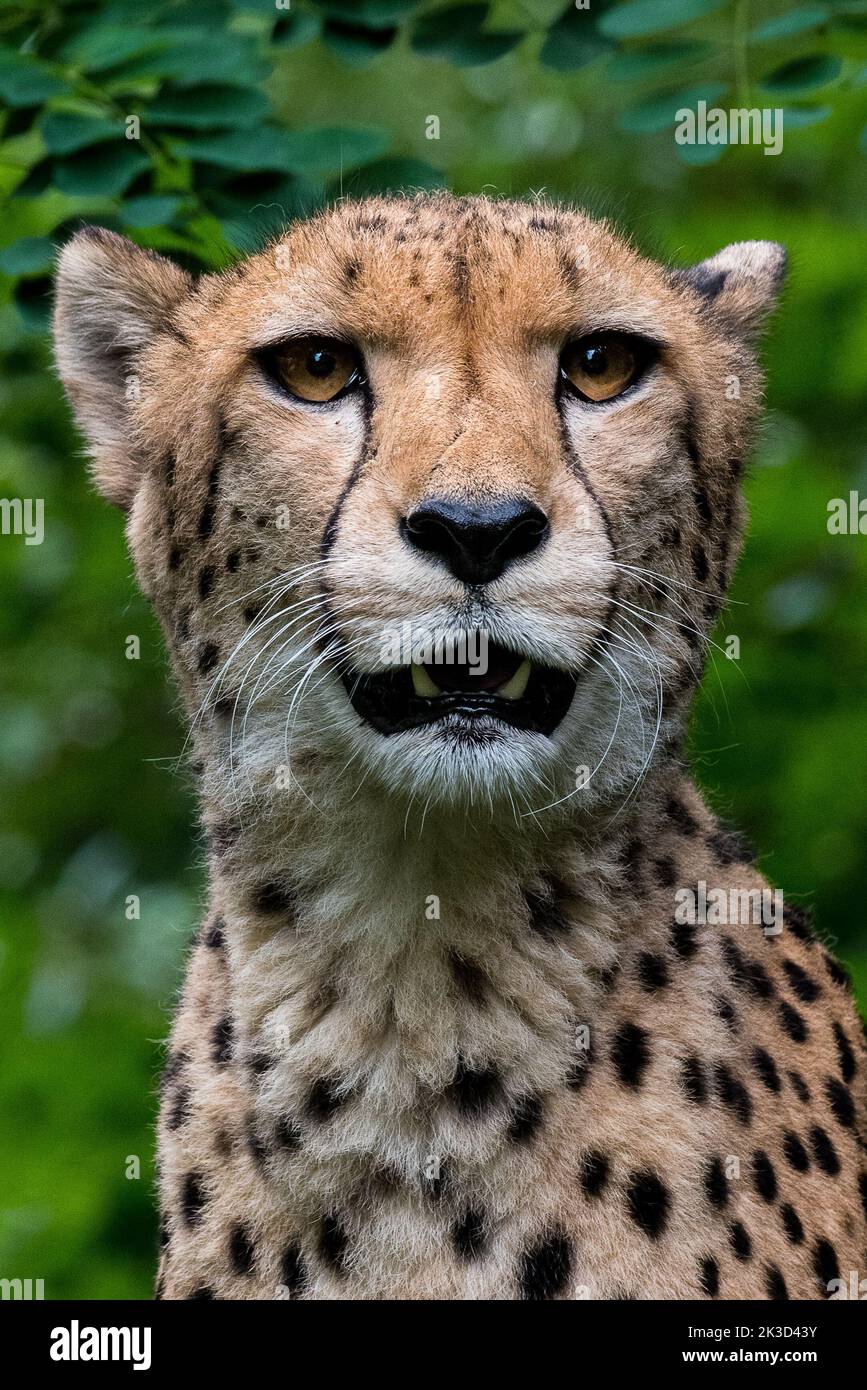 Cheetah eyes hi-res stock photography and images - Alamy