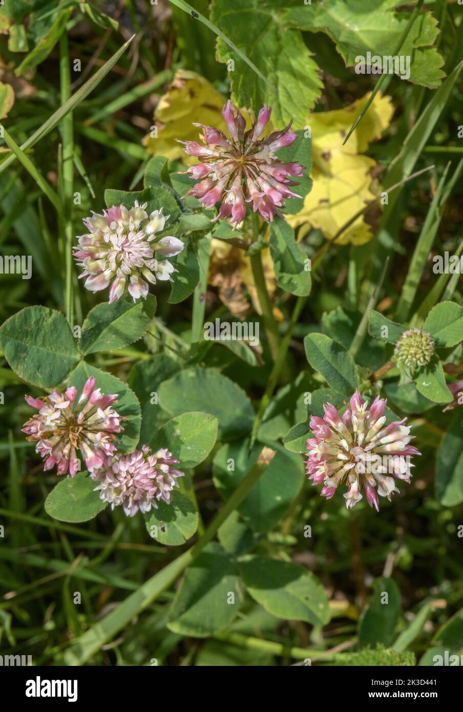Alsike clover, Trifolium hybridum, in flower on roadside verge Stock ...