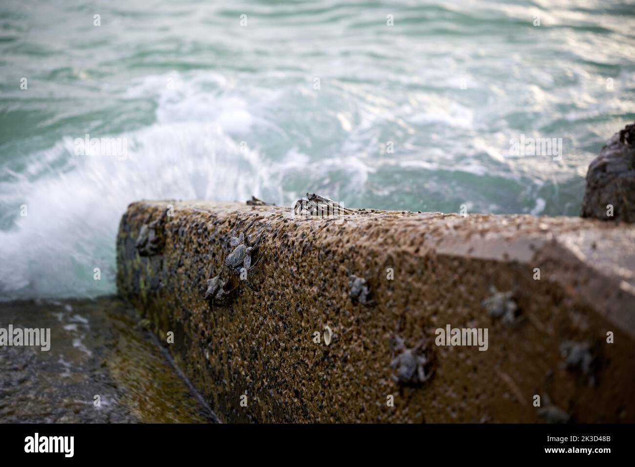 A closeup of crabs on a wet stone Stock Photo - Alamy