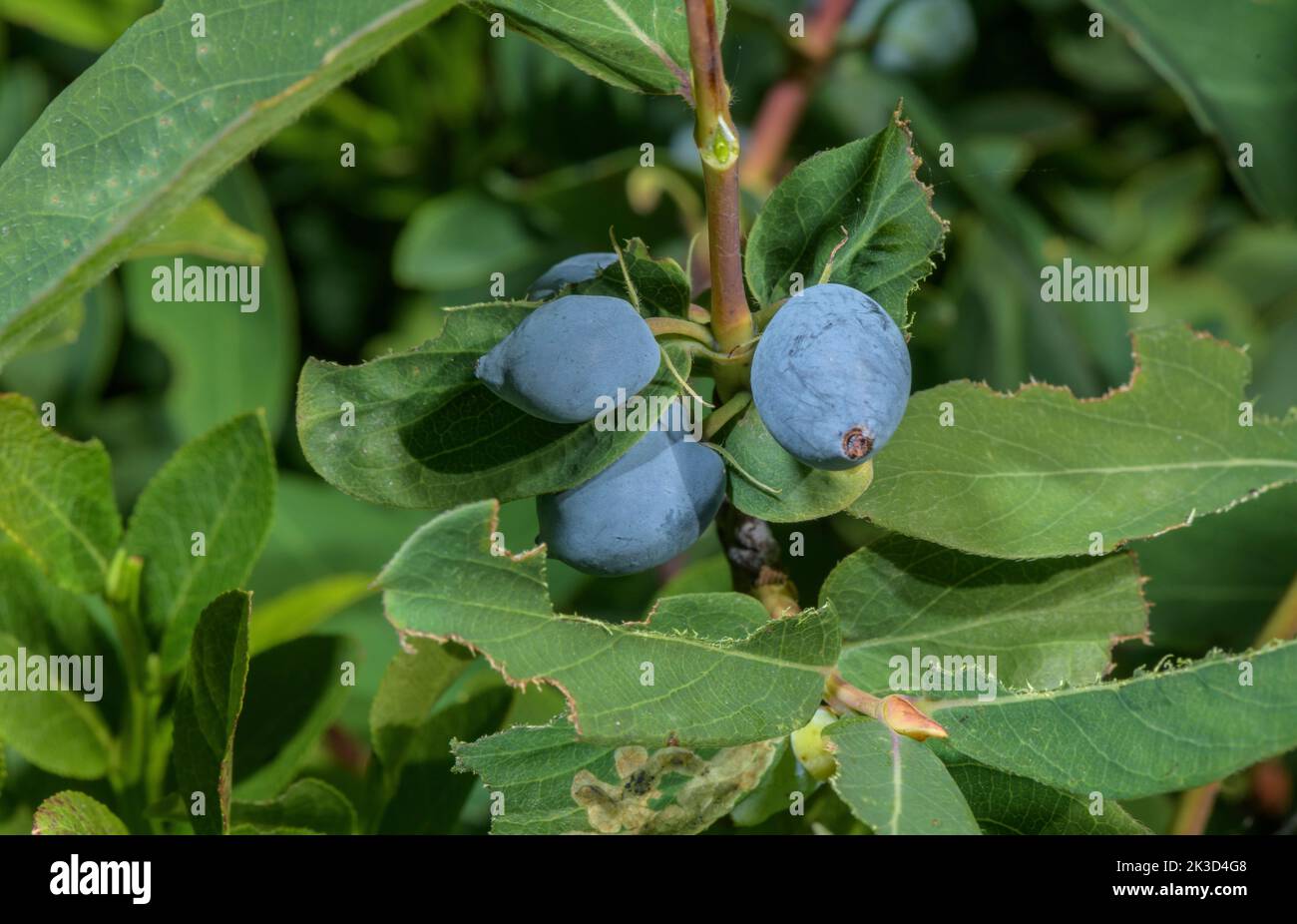 Blue honeysuckle, Lonicera caerulea, with ripe berries, French Alps ...