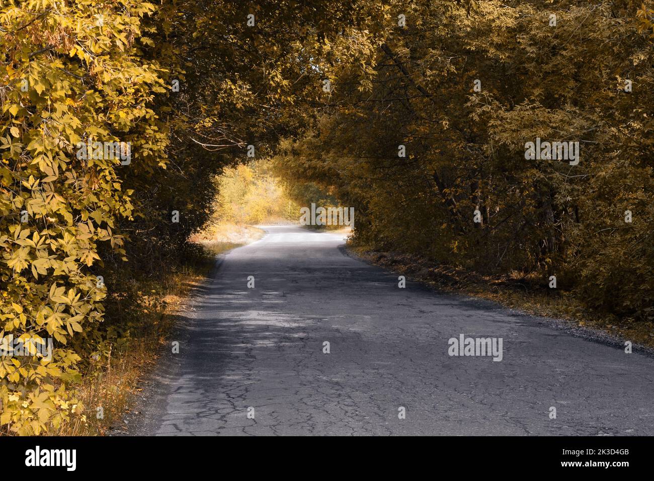 An arch of trees with yellowed foliage over the old road. Autumn ...