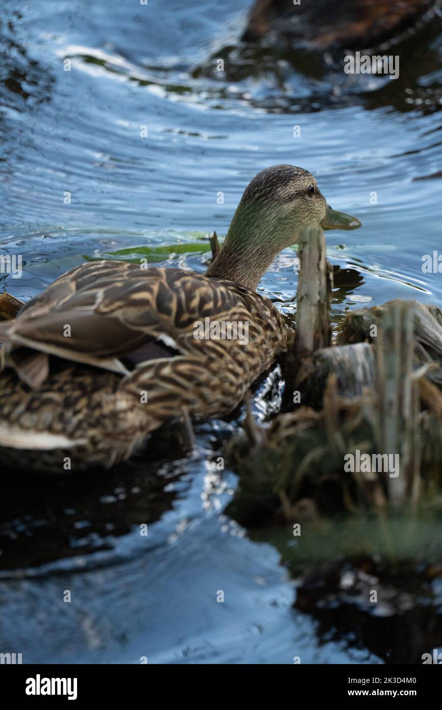 A vertical closeup shot of a brown mallard duck swimming in a pond ...