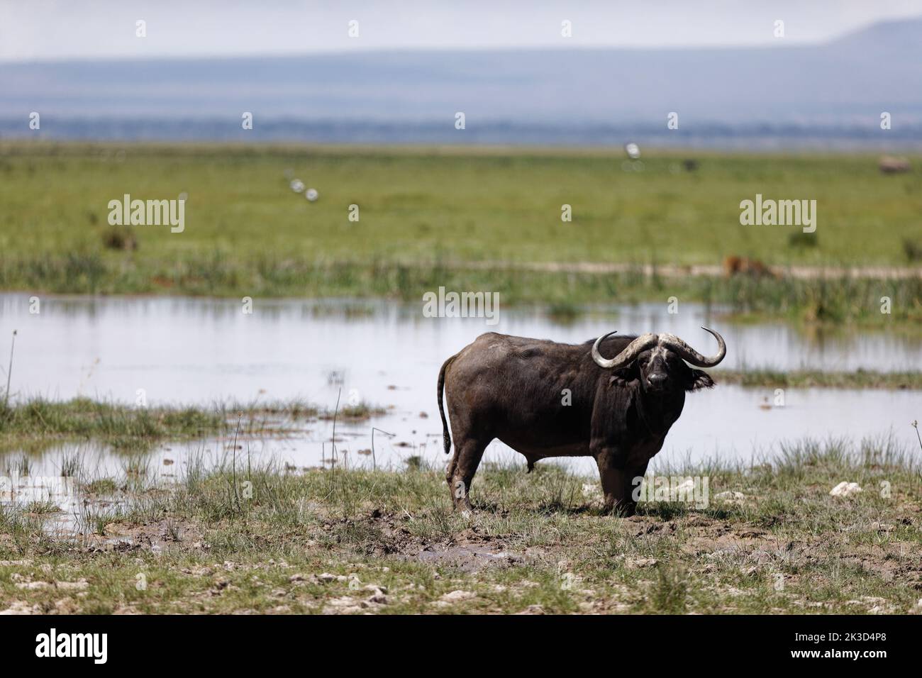 An African Buffalo in wetlands of Amboseli National Park in Kenya Stock ...