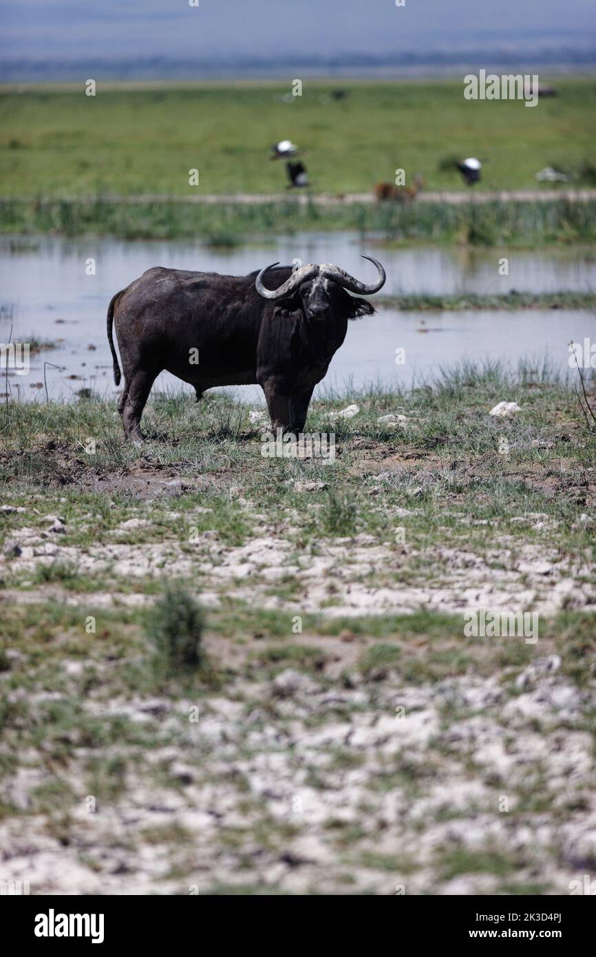 An African Buffalo in wetlands of Amboseli National Park in Kenya Stock ...