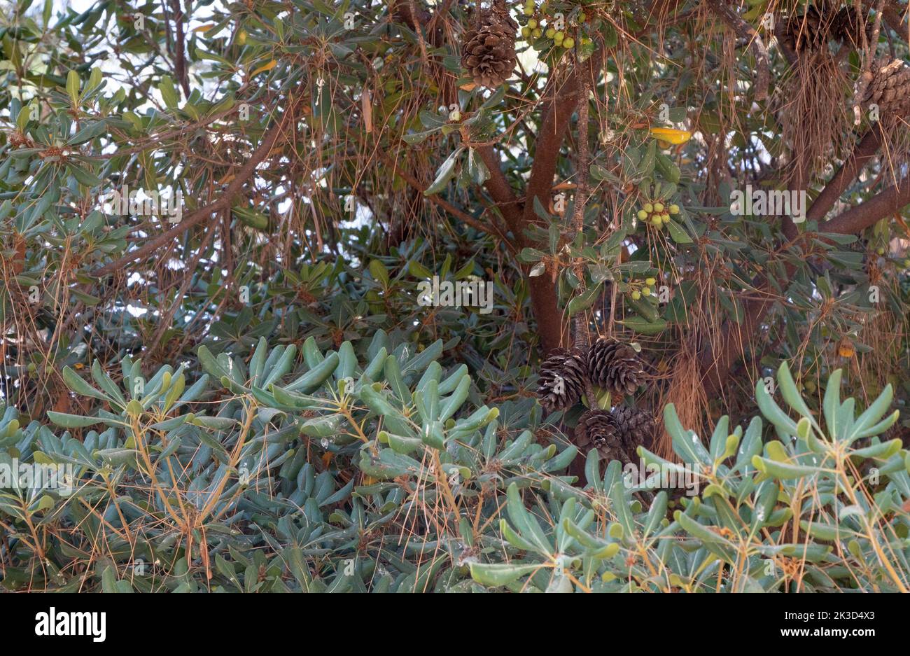 Cones, trees, bushes in the forest, plant background Stock Photo - Alamy