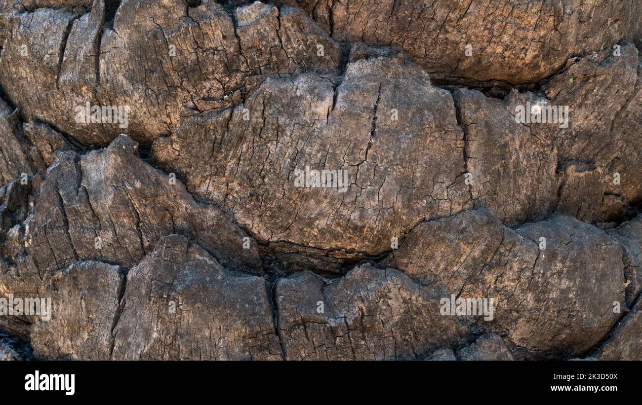 Scaly palm tree trunk, tree bark background Stock Photo - Alamy