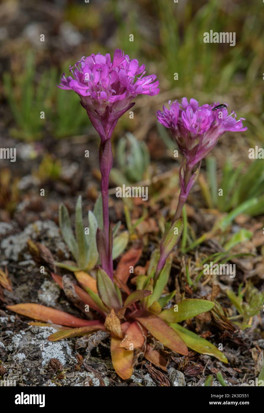 Red Alpine catchfly, Silene suecica, in flower in high altitude tundra ...
