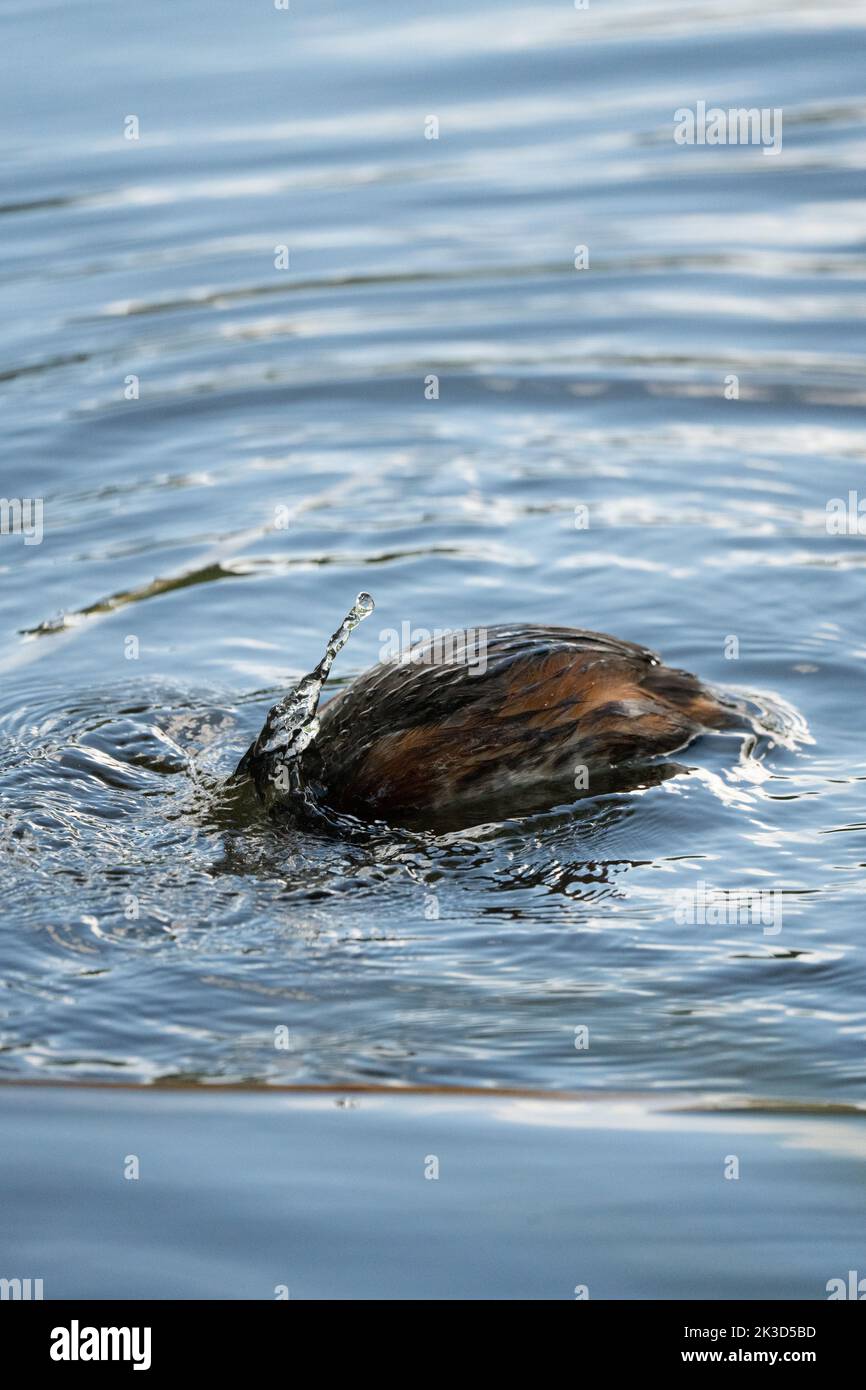 A vertical shot of a horned grebe duck dunking its head in a pond Stock ...