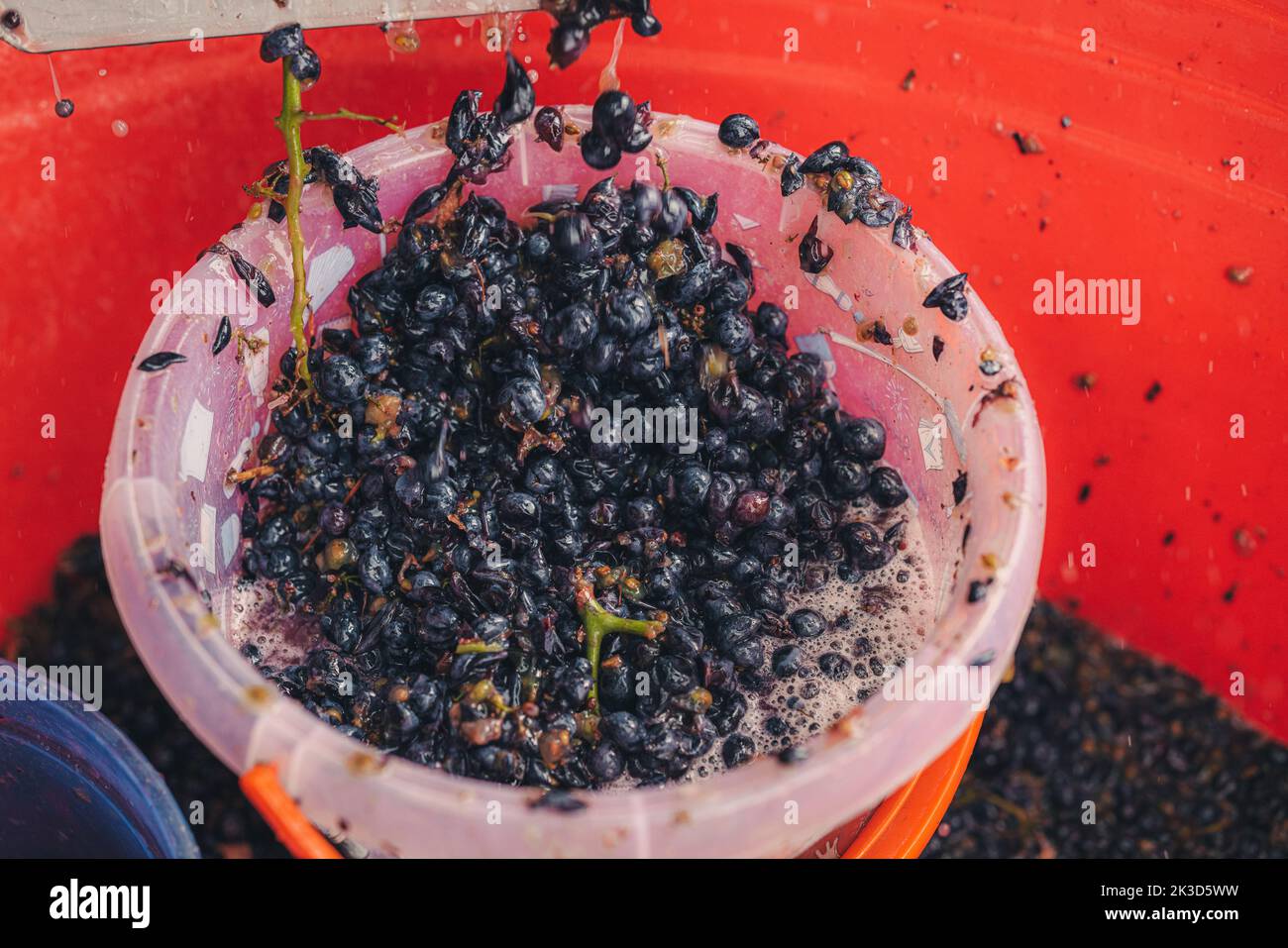 Italy, Abruzzo - September 2022: local family making of red wine from ...