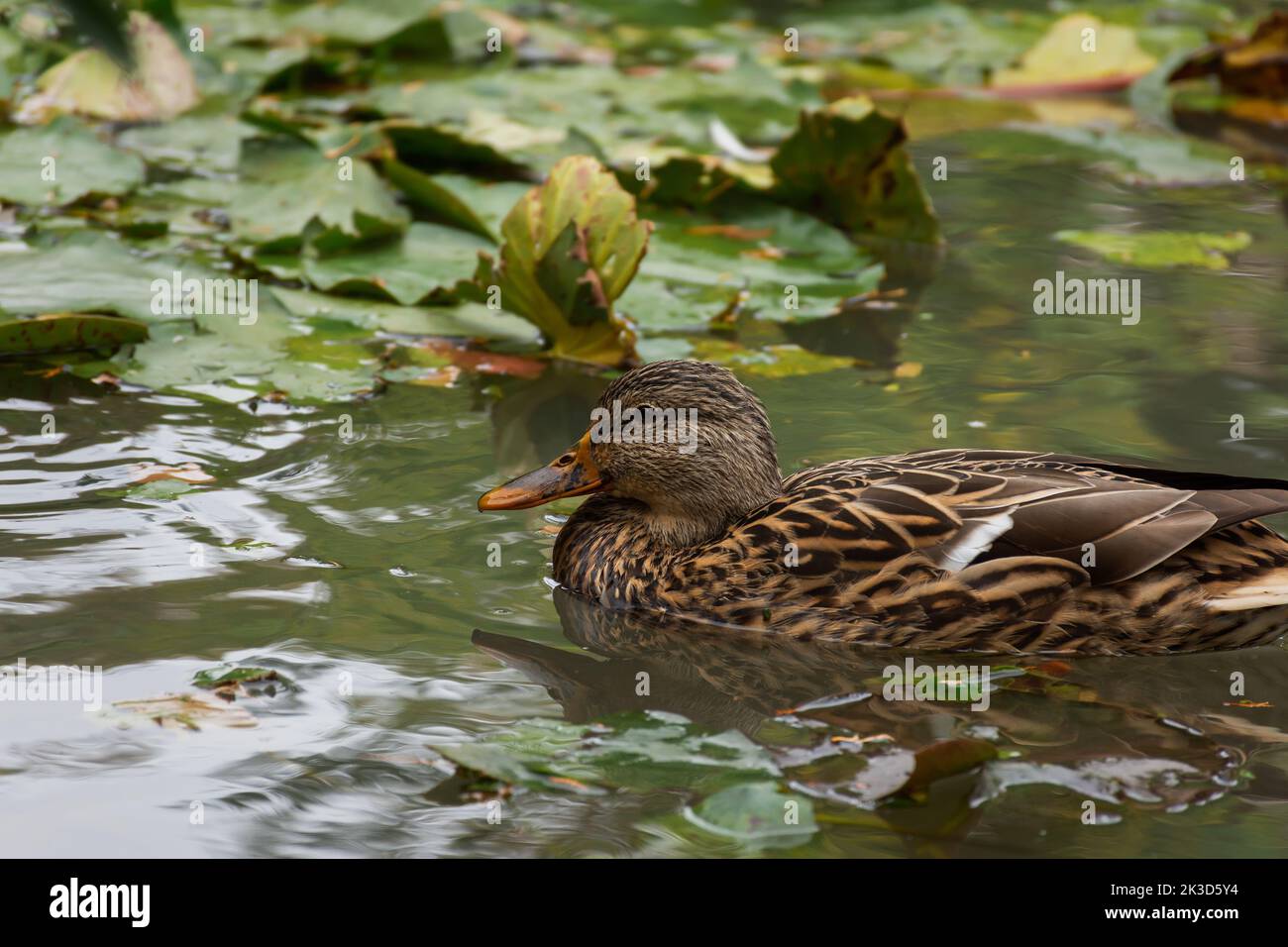 Gray wild duck close-up swimming in the water. A migratory gray-brown ...