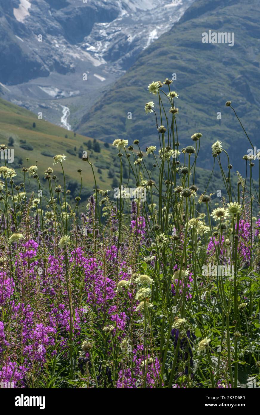 Alpine scabious, Cephalaria alpina, and Rosebay Willow-herb, in flower ...