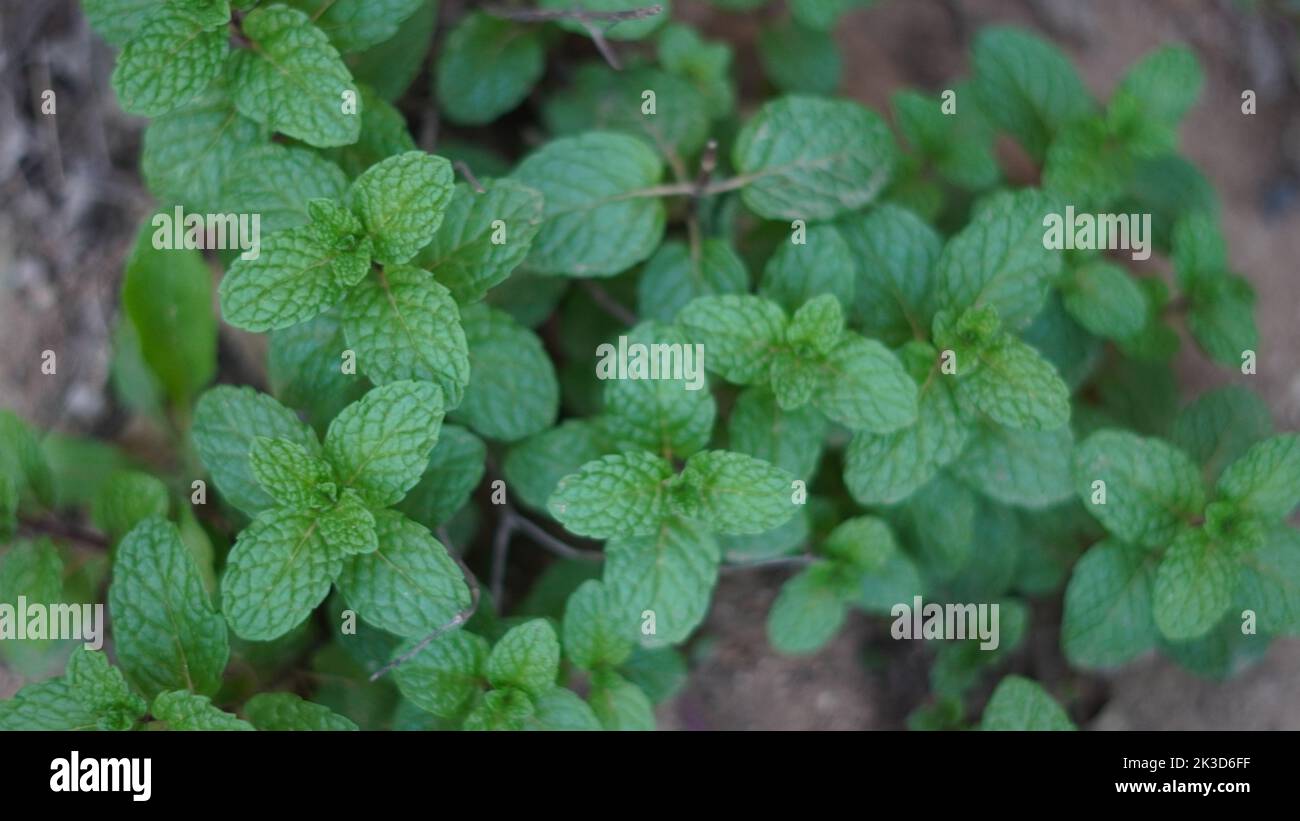 The high-angle view of green peppermint plants growing on the soil ...