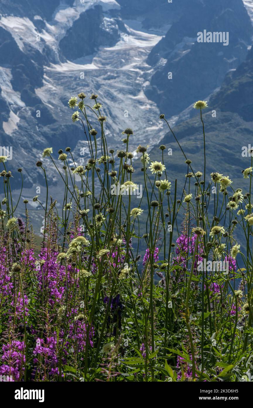 Alpine scabious, Cephalaria alpina, and Rosebay Willow-herb, in flower ...