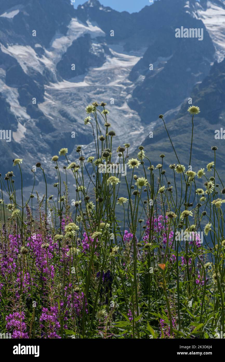 Alpine scabious, Cephalaria alpina, and Rosebay Willow-herb, in flower ...