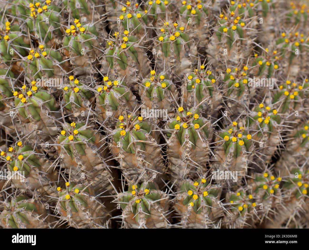 Cytinus plant ,This is a spiny plant that usually grows in southern ...